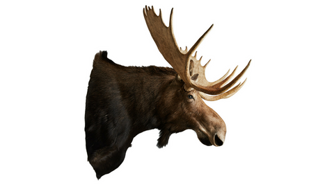 Life Sized Animal Mounts – Trevor-Gates-Taxidermy