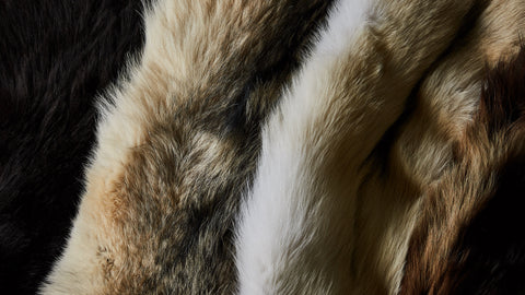 Life Sized Animal Mounts – Trevor-Gates-Taxidermy